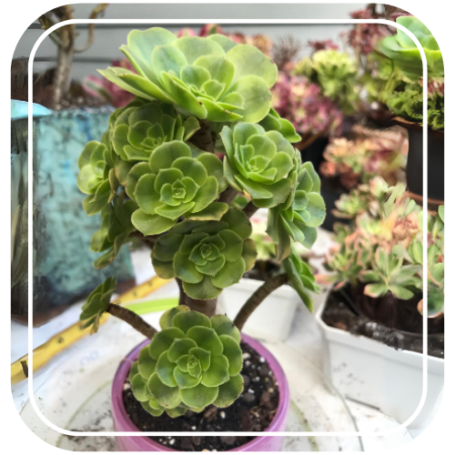 Shop – Aeonium Collectible