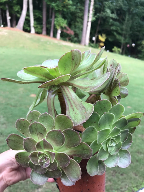 Aeonium Big Bang cluster tree. Super rare. Photos taken 9-12-23. Rare ...