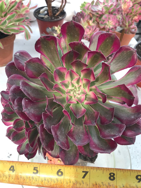 Aeonium Large White Zwartkop cluster tree. Photos taken 9-28-23. Rare ...