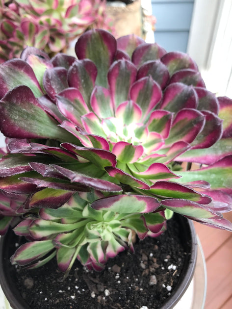 Aeonium White Zwartkop cluster tree. Photos taken 9-29-23. Rare Aeoniu ...