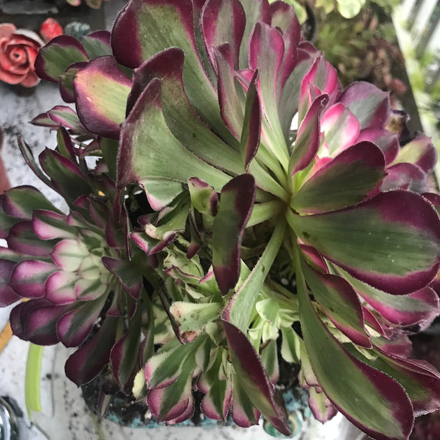 Aeonium White Zwartkop cluster tree. Photos taken 10-5-23. Rare Aeoniu ...