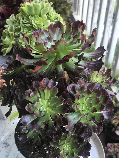 Aeonium Dark Princess cluster tree. Very rare. Photos taken 10-7-23. R ...