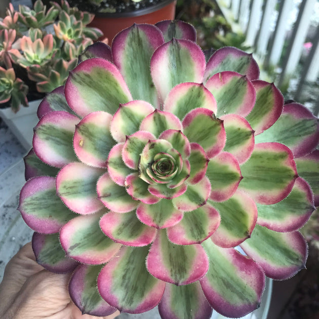 Aeonium Pure Moon Light. Photos taken 10-8-23. Rare Aeonium – Aeonium ...