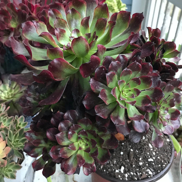Aeonium Dark Princess cluster tree. Very rare. Photos taken 10-10-23 ...