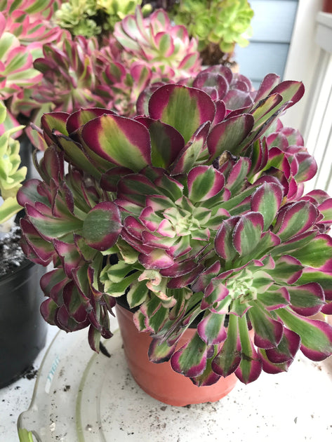 Aeonium White Zwartkop cluster tree. Photos taken 9-29-23. Rare Aeoniu ...