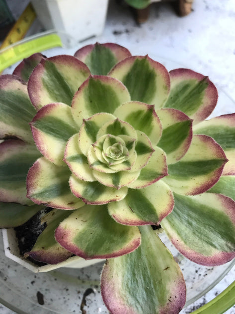 Aeonium Allure. Photos taken 9-29-23. Rare Aeonium – Aeonium Collectible