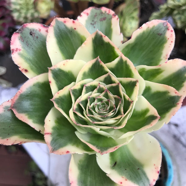 Aeonium Zeus with thick mature stem. Photos taken 10-16-23. Rare Aeoni ...