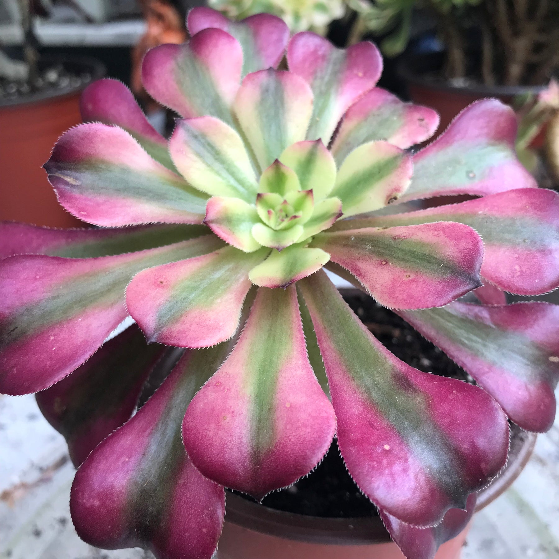 Single – Aeonium Collectible