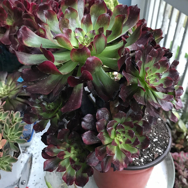 Aeonium Dark Princess cluster tree. Very rare. Photos taken 10-10-23 ...