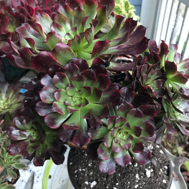 Aeonium Dark Princess cluster tree. Very rare. Photos taken 10-10-23 ...