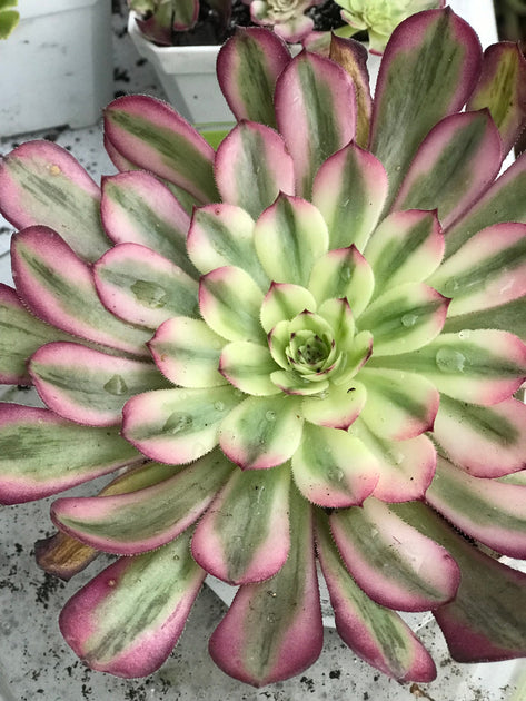 Aeonium Pure Moon Light. Photos taken 10-12-23. Rare Aeonium – Aeonium ...