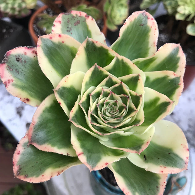 Aeonium Zeus with thick mature stem. Photos taken 10-16-23. Rare Aeoni ...