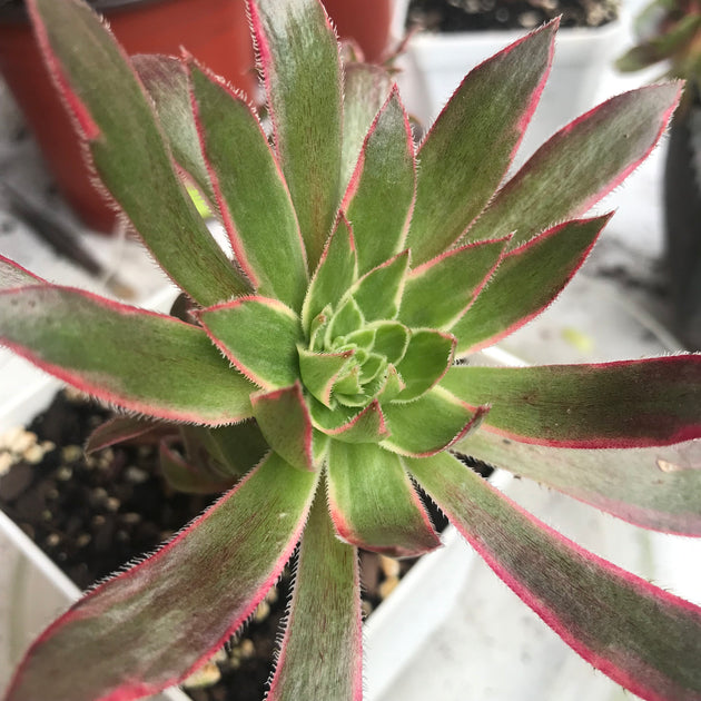 Aeonium Fire cracker cluster. Photos taken 10-17-23. Rare Aeonium ...