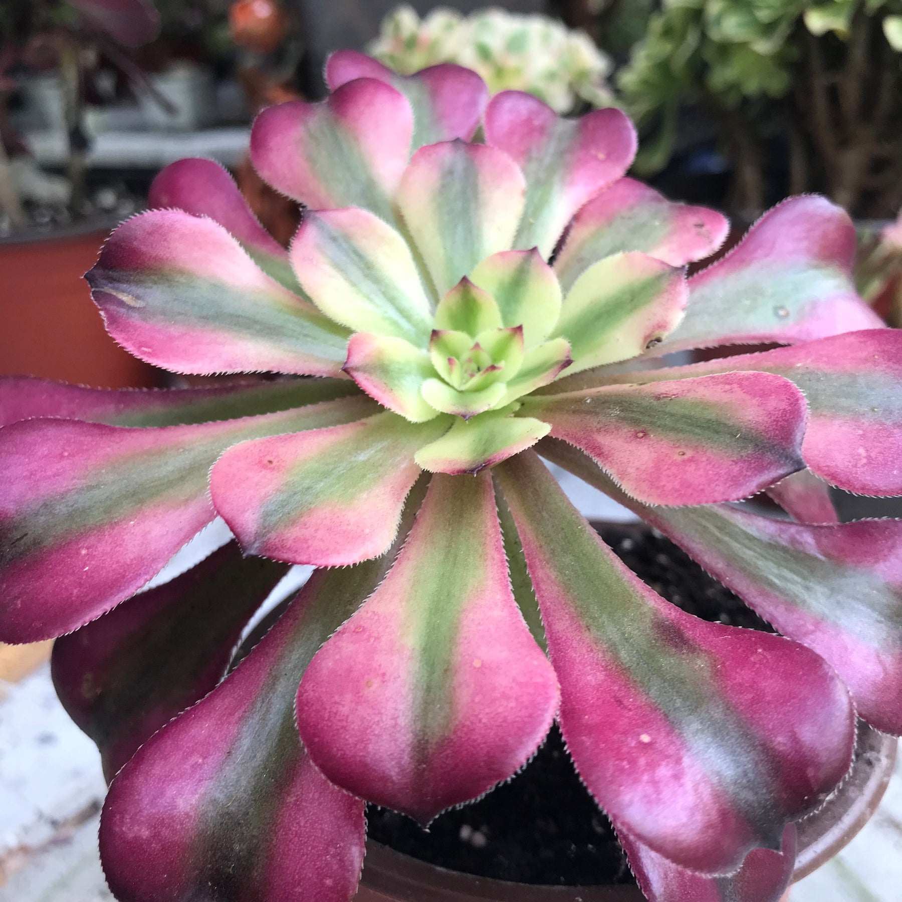 Single – Aeonium Collectible